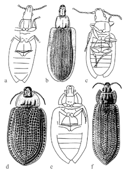 [PDF] Ecological evolution of beetles [Insecta: Coleoptera] | Semantic ...