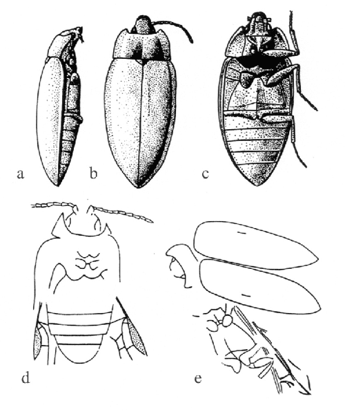 [PDF] Ecological evolution of beetles [Insecta: Coleoptera] | Semantic ...