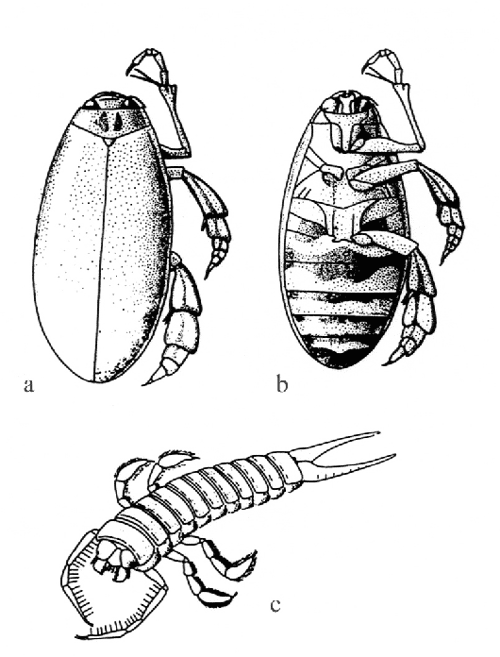 [PDF] Ecological evolution of beetles [Insecta: Coleoptera] | Semantic ...