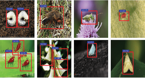 [PDF] IP102: A Large-Scale Benchmark Dataset for Insect Pest Recognition | Semantic Scholar