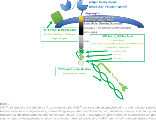 Table 1 from Immune effector cell associated neurotoxicity syndrome in chimeric antigen receptor ...