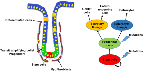 Figure 1.1 from Goblet cell differentiation in human colorectal cancer ...