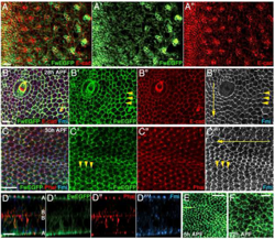 Drosophila Furrowed/Selectin is a homophilic cell adhesion molecule ...