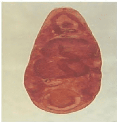 Figure 2 from Prevalence and Classification of Amphistomes in Cattle ...