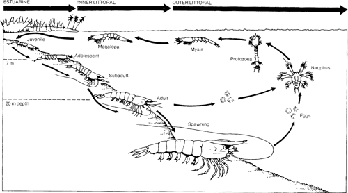 [PDF] Biology and ecology of Penaeus monodon. | Semantic Scholar