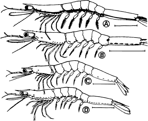 [PDF] Biology and ecology of Penaeus monodon. | Semantic Scholar