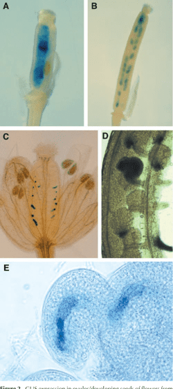 Figure 3 from Female reproductive tissues are the primary target of ...