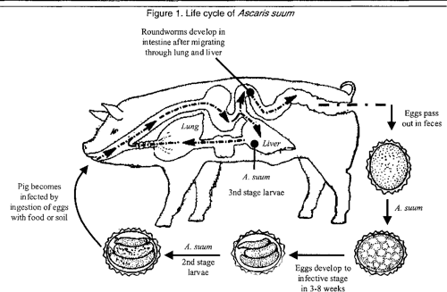 Figure 1 from Localized immunity to the large roundworm Ascaris suum in ...