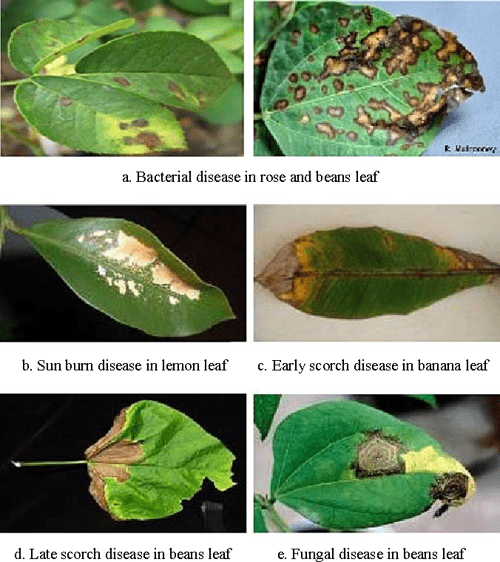 [pdf] Detection Of Unhealthy Region Of Plant Leaves And Classification Of Plant Leaf Diseases