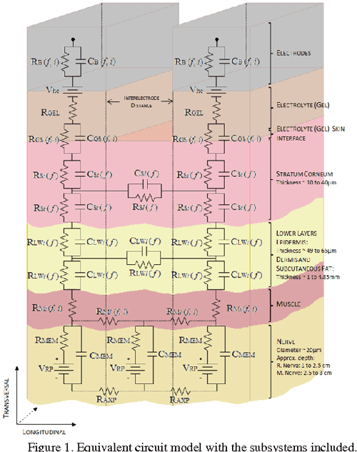 Figure 1 from Equivalent Circuit Model to Simulate the Neuromuscular ...
