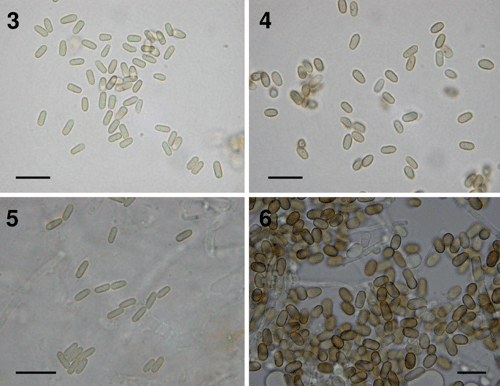 Figure 2 from Paraconiothyrium, a new genus to accommodate the ...