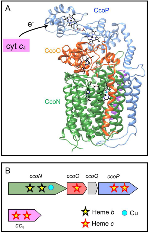 [PDF] Structure and redox properties of the diheme electron carrier ...