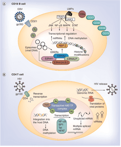 Figure 1 from Epigenetic Mechanisms in two primary immunodeficiencies ...