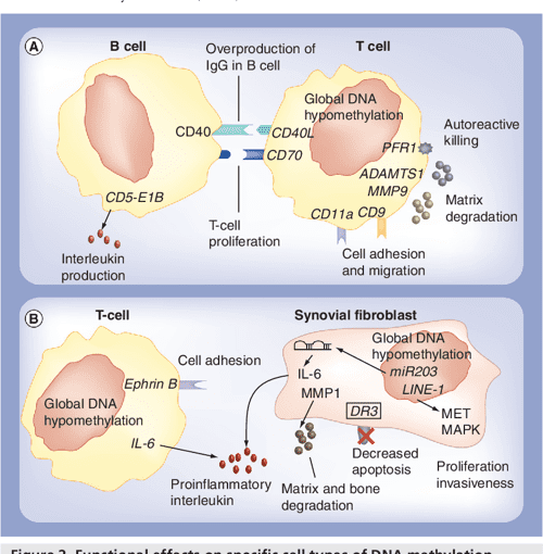 Figure 1 from Epigenetic Mechanisms in two primary immunodeficiencies ...