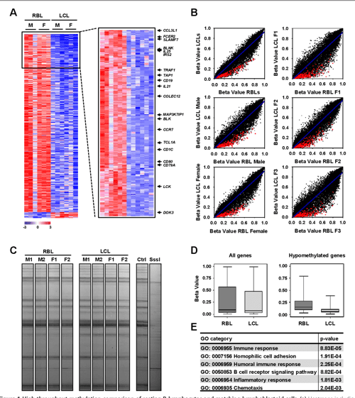 Figure 1 from Epigenetic Mechanisms in two primary immunodeficiencies ...
