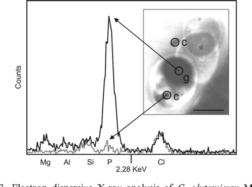 Table 1 from Formation of volutin granules in Corynebacterium ...
