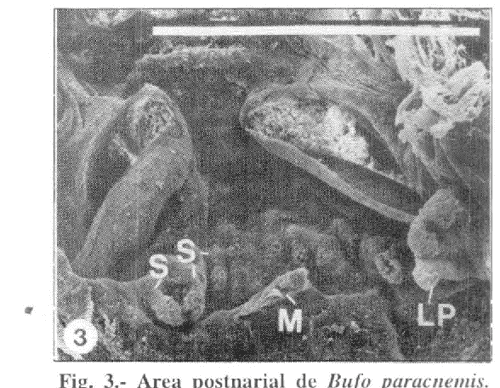 Figure 4 from Microanatomía de la cavidad bucofaríngea de la larva de ...