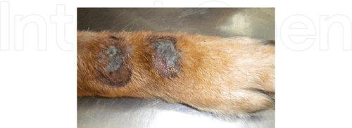 [PDF] Dermatology in Dogs and Cats | Semantic Scholar