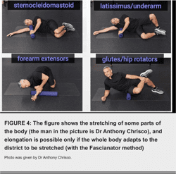 Figure 1 from A Review of the Theoretical Fascial Models: Biotensegrity ...