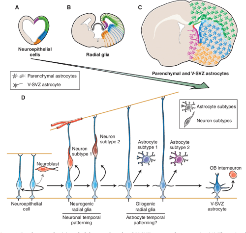 [PDF] Astrocyte development and heterogeneity. | Semantic Scholar