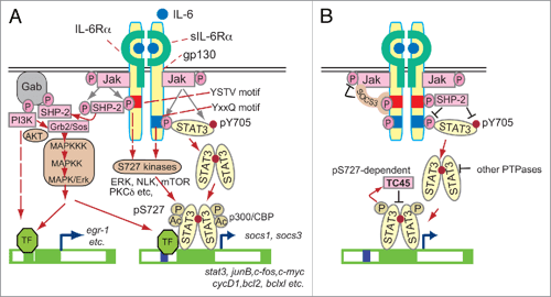Figure 3 from IL-6-STAT3 signaling and premature senescence | Semantic ...