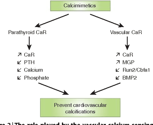 Calcium-sensing receptor, calcimimetics, and cardiovascular ...