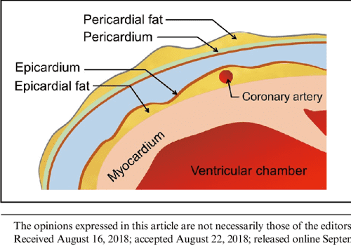 Figure 2 from Epicardial Fat and Pericardial Fat Surrounding the Heart ...