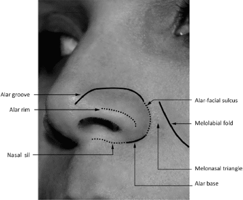Surface Anatomy of the Nose for the Dermatologist | Semantic Scholar