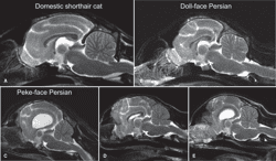 Figure 1 from The Relationship between Brachycephalic Head Features in ...