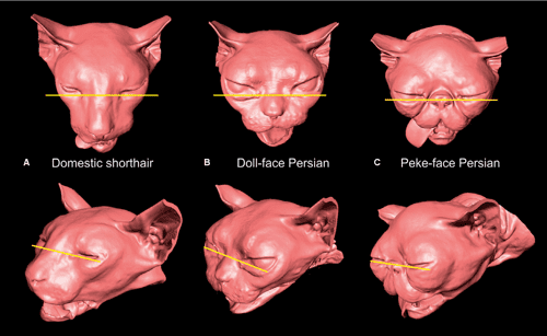 Figure 4 from The Relationship between Brachycephalic Head Features in ...