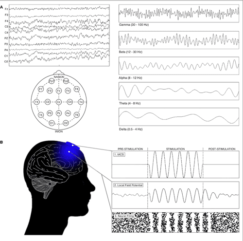 Figure 1 from Mapping the Mechanisms of Transcranial Alternating Current Stimulation: A Pathway ...