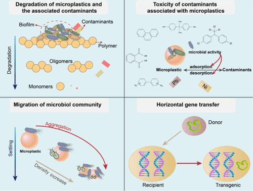 Figure 1 From A Review Of Microplastics Aggregation In Aquatic