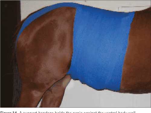 Treating equine paraphimosis. | Semantic Scholar