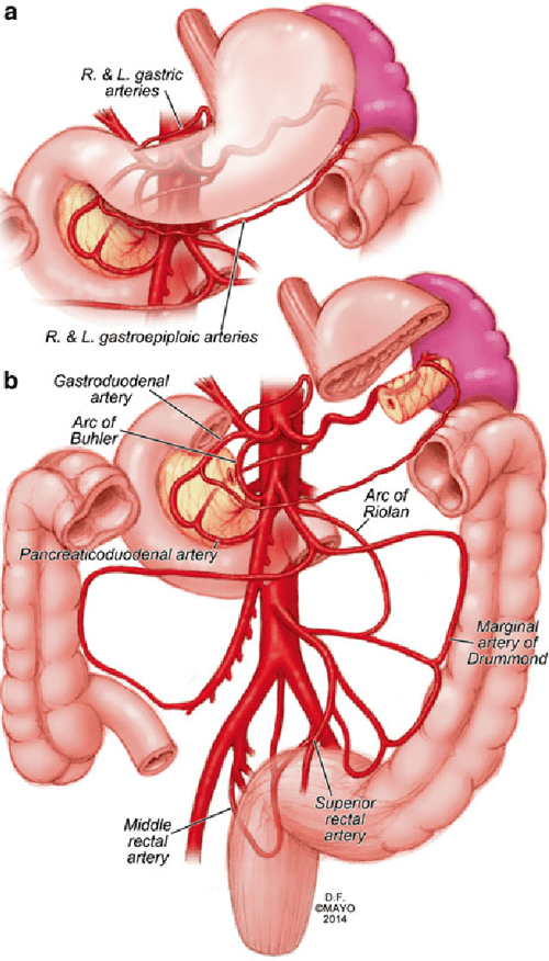 Mesentery Definition