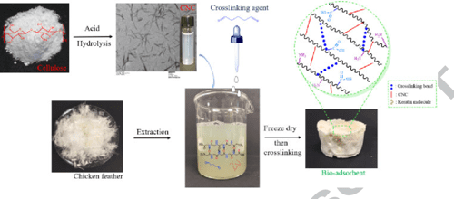 Preparation of cellulose nanocrystal-reinforced keratin bioadsorbent ...
