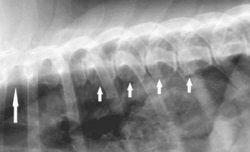 [PDF] Spirocerca lupi infection in the dog: a review. | Semantic Scholar