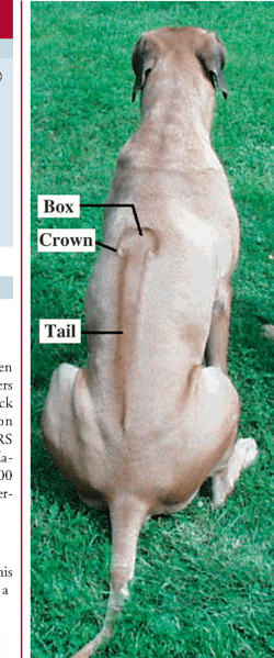 Figure 3 from Autosomal dominant mutation causing the dorsal ridge ...