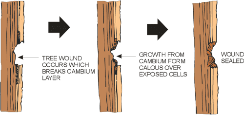 Figure 7 from RECOMMENDATIONS, PROCEDURES, AND GUIDELINES FOR THE ...