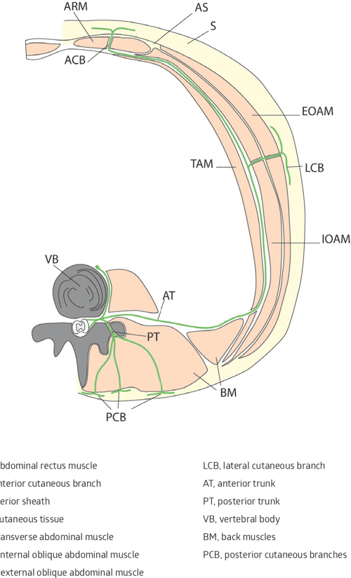 Figure 4 from The Anterior Cutaneous Nerve Entrapment Syndrome. A ...