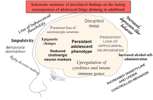 Table 1 From Adolescent Alcohol Exposure Persistently Impacts Adult