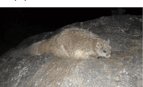 Figure 2 from New Distribution Information on Woolly Flying Squirrel ...