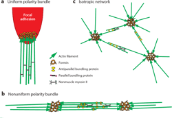 Figure 1 from Specification of Architecture and Function of Actin ...