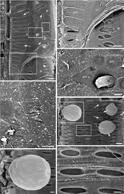 [PDF] Immunogold scanning electron microscopy can reveal the ...