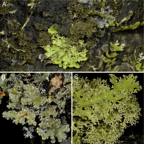 Figure 2 from Symbiotic cyanobacteria in lichens | Semantic Scholar