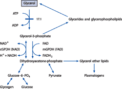 Table 17.2 from 7.1 Introduction Disorders of Glycerol Metabolism ...