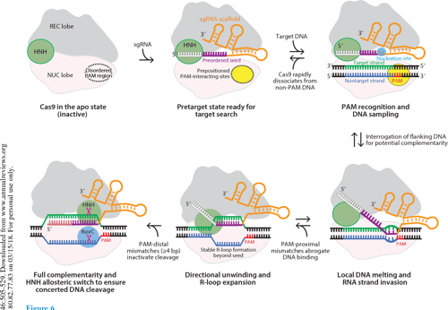 CRISPR-Cas9 Structures and Mechanisms. | Semantic Scholar
