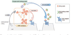 Figure 1 from I. Regulation of spatial distribution of Wnt proteins in ...