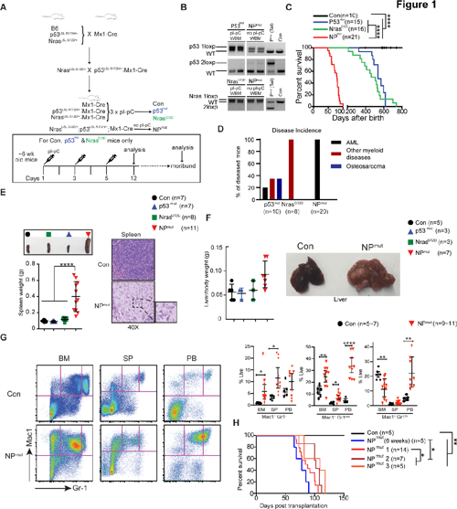 [pdf] A Gain Of Function P53 Mutant Synergizes With Oncogenic Nras To
