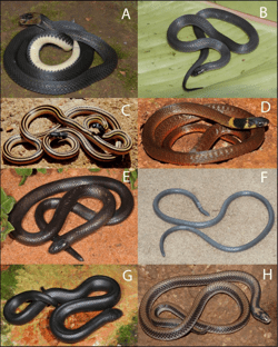 Figure 1.1 from Systematics of Collared Snakes and Burrowing ASPS ...