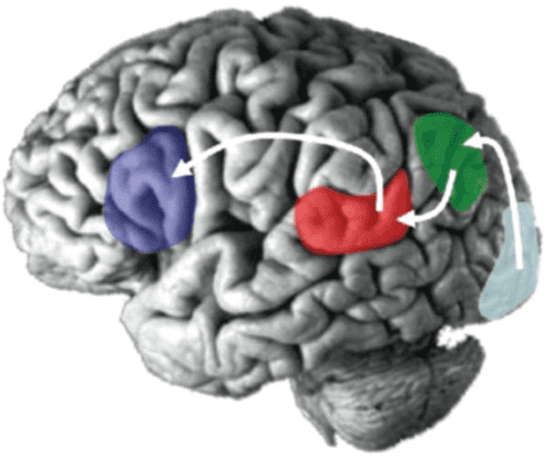 [PDF] Ventral occipito-temporal cortex function and anatomical ...